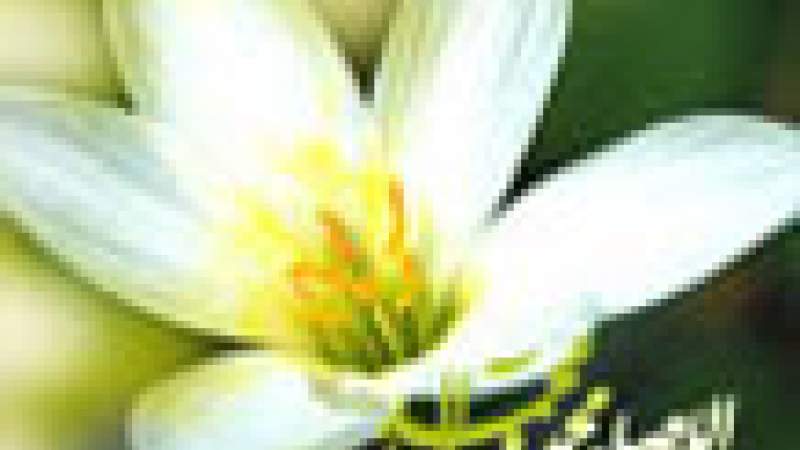 شبكة المعارف الإسلامية:المواجهة الأولى وإنذار الأقربين